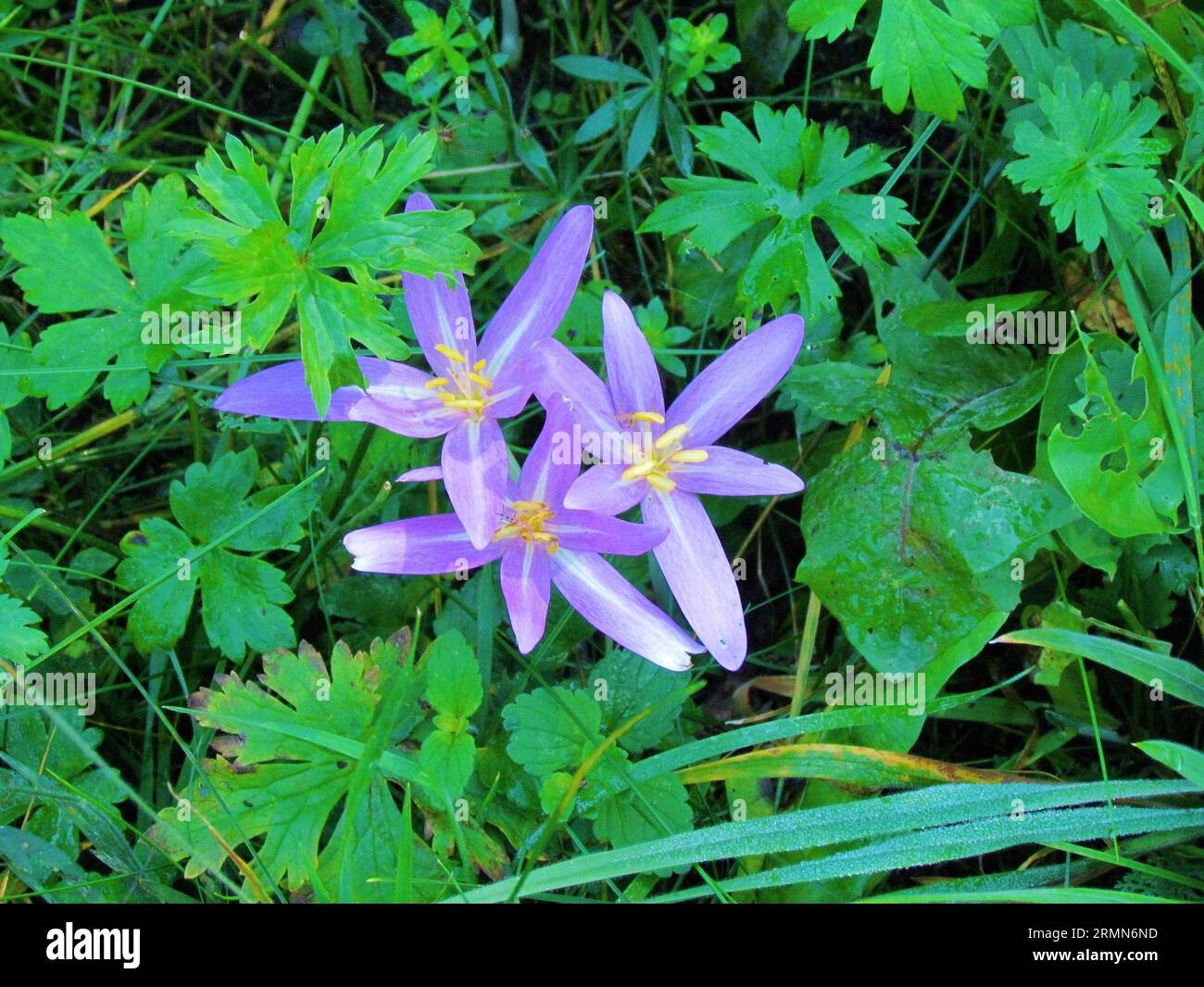 Meadow saffron colchicum autumnale hi-res stock photography and images ...