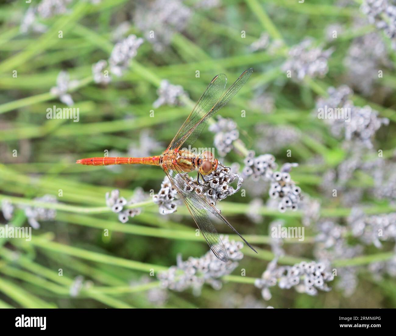 Southern Darter (Sympetrum meridionale) dragonfly on lavender Stock ...