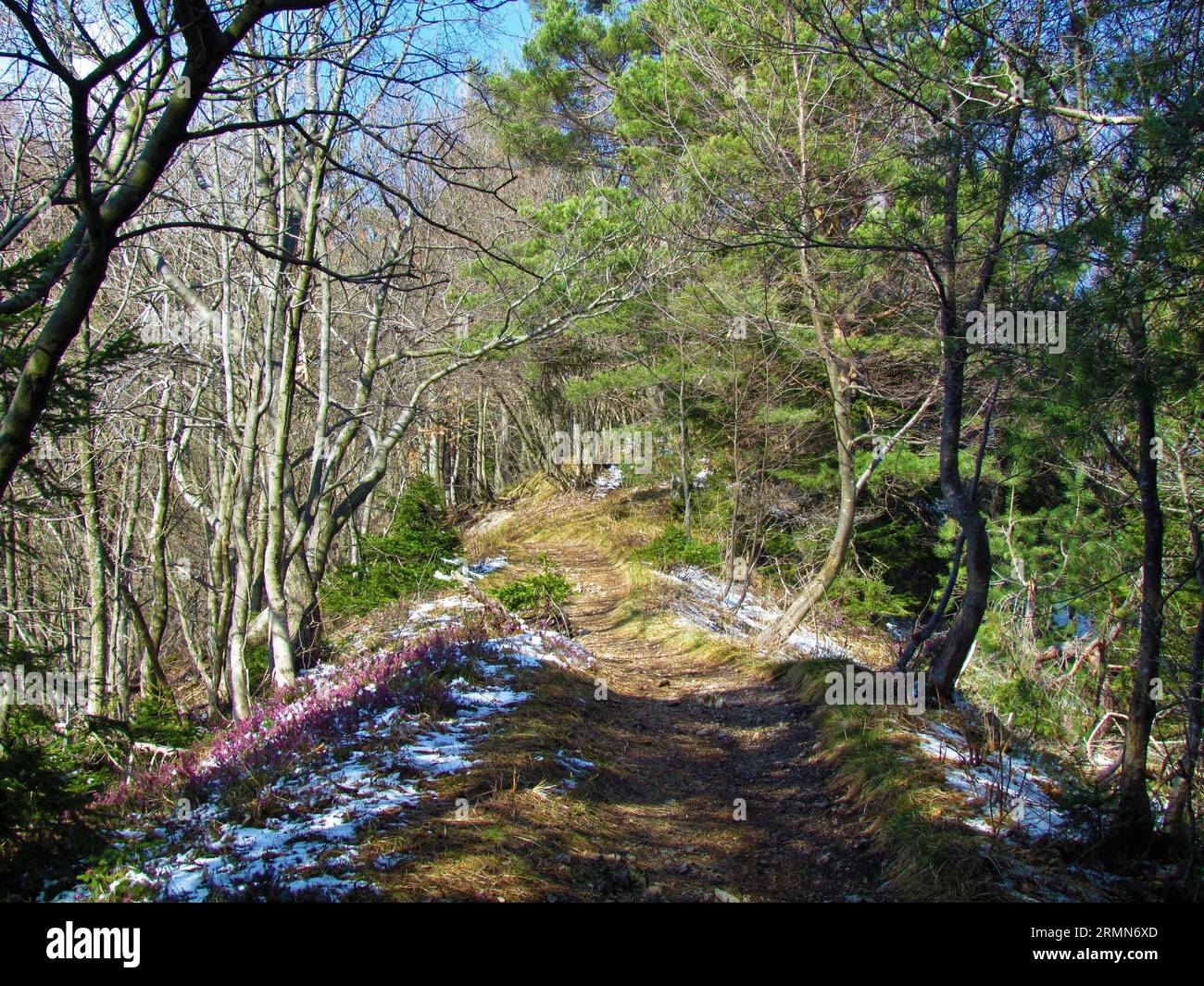Path leading over a ridge covered in scots pine and beech forest and ...