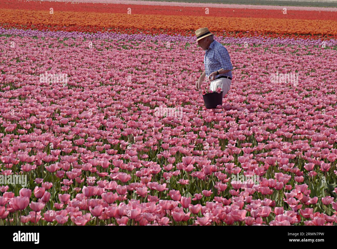 Dutch papers hi-res stock photography and images - Alamy