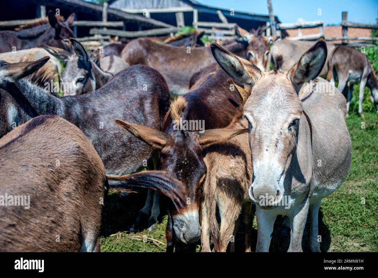 Donkey farm on the popular reservoir of Nature Zasavica, near Sremska ...