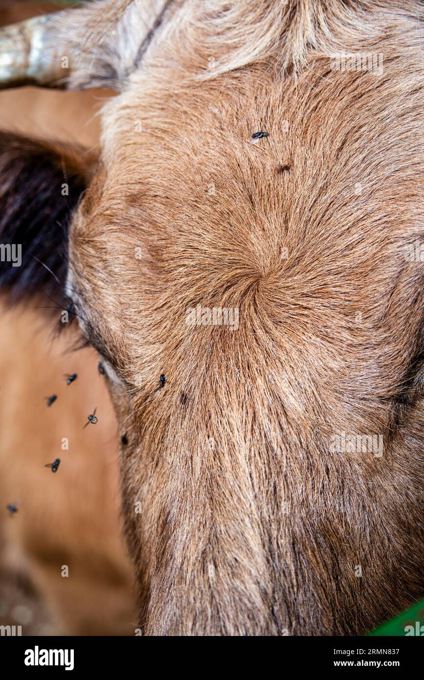 A picture of a cow's head with flies Stock Photo - Alamy