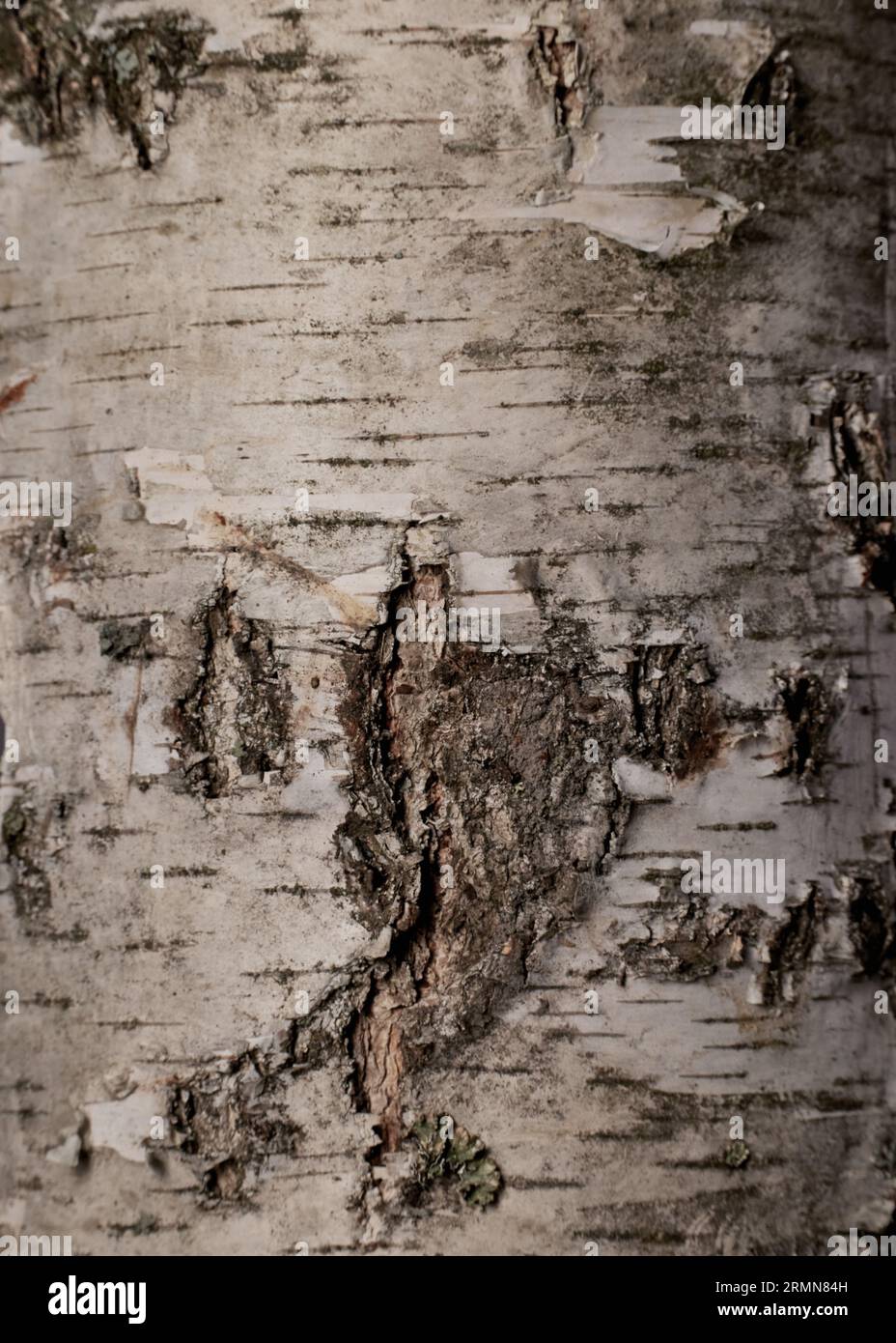 Birch bark wood background. Birch tree bark texture. Tough rude wooded surface pattern. Vertical ...