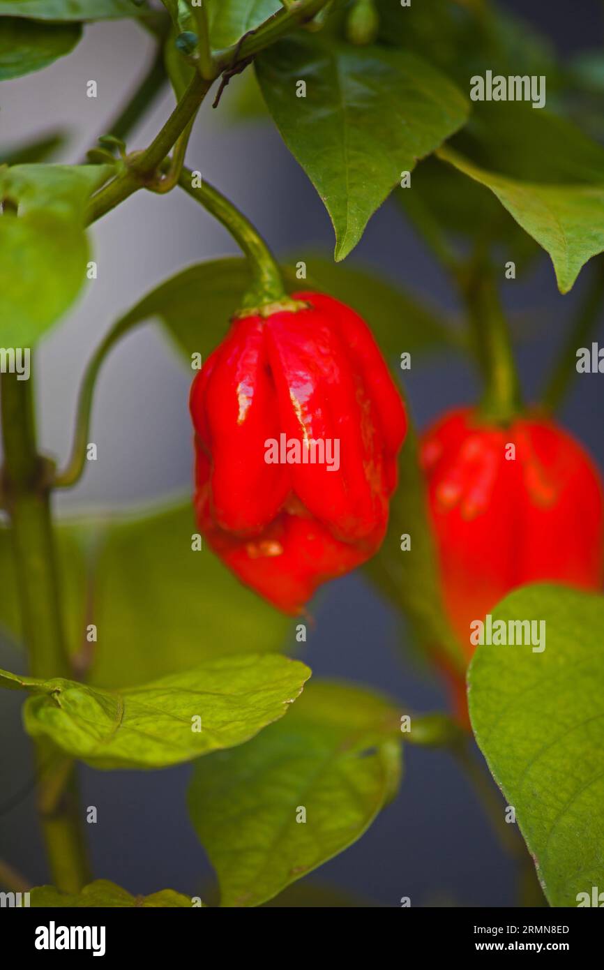 Fresh Carolina reaper chili Capsicum chinense 15382 Stock Photo - Alamy