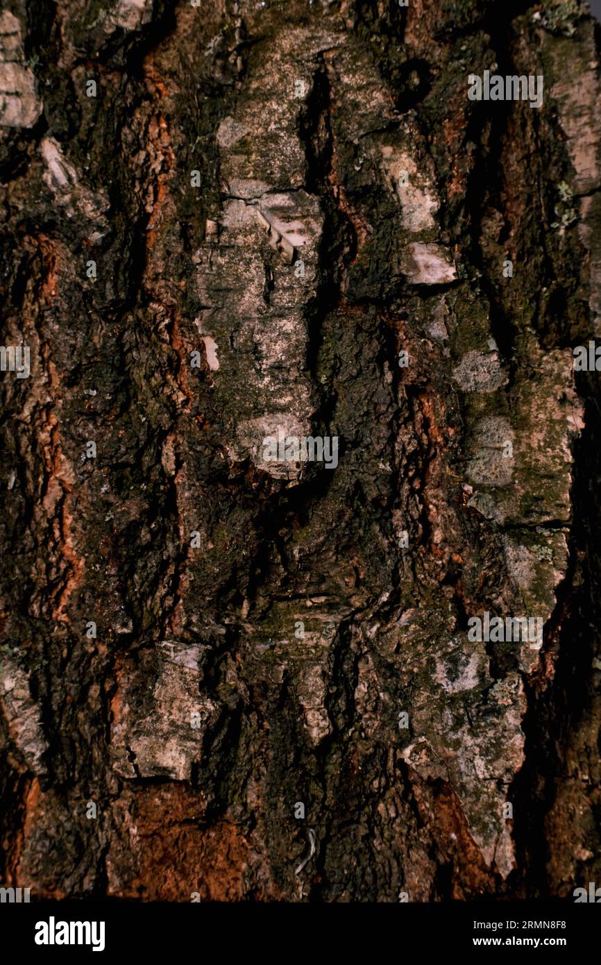 Hornbbeam tree hi-res stock photography and images - Alamy