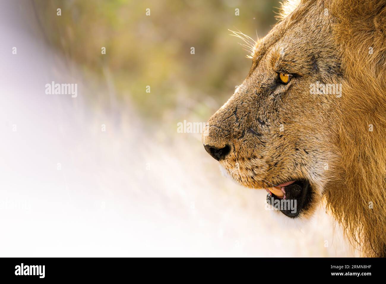 A majestic looking male lion stands in the wild, with its mouth wide ...