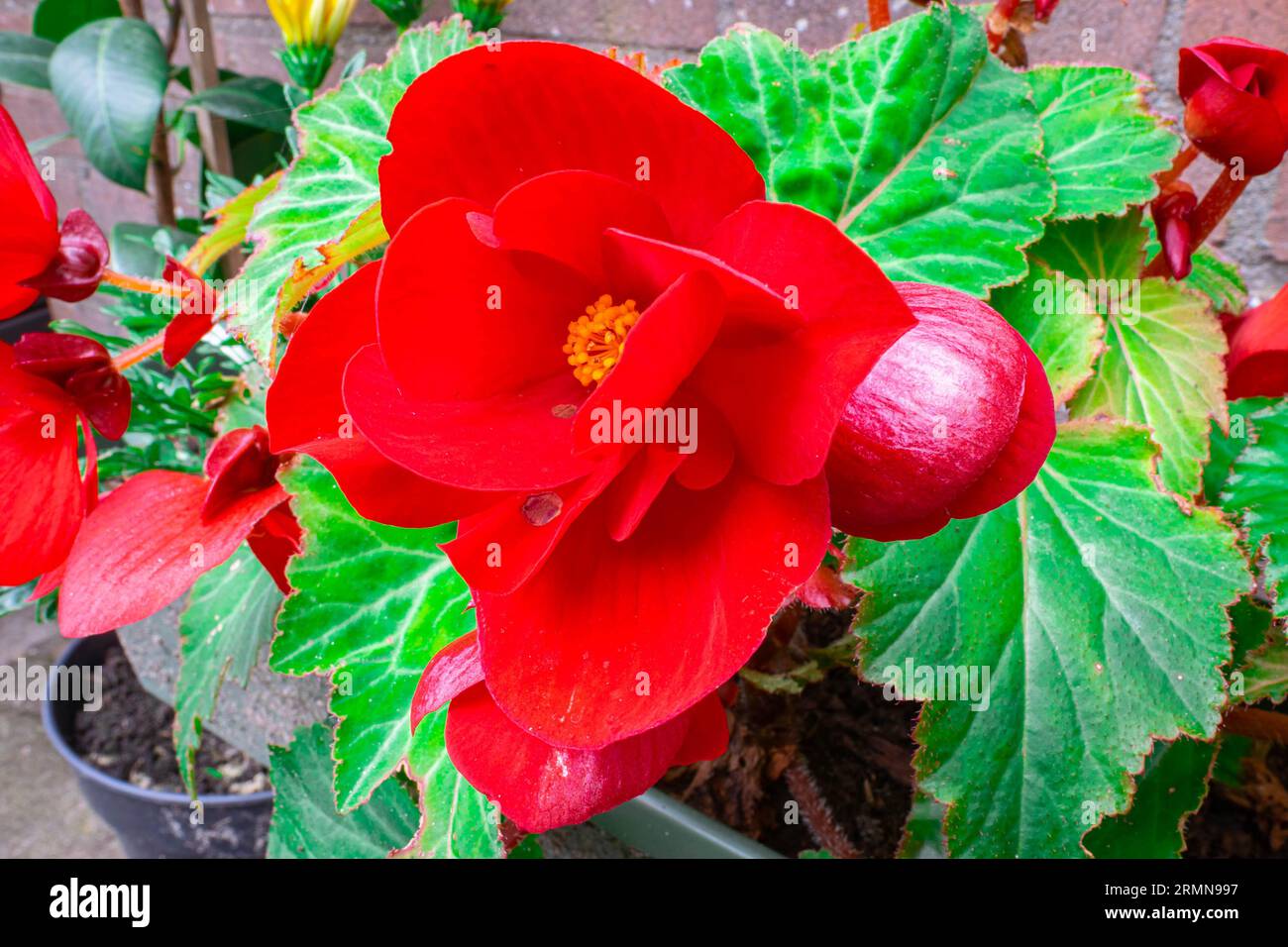 Red mosaic close up hi-res stock photography and images - Alamy