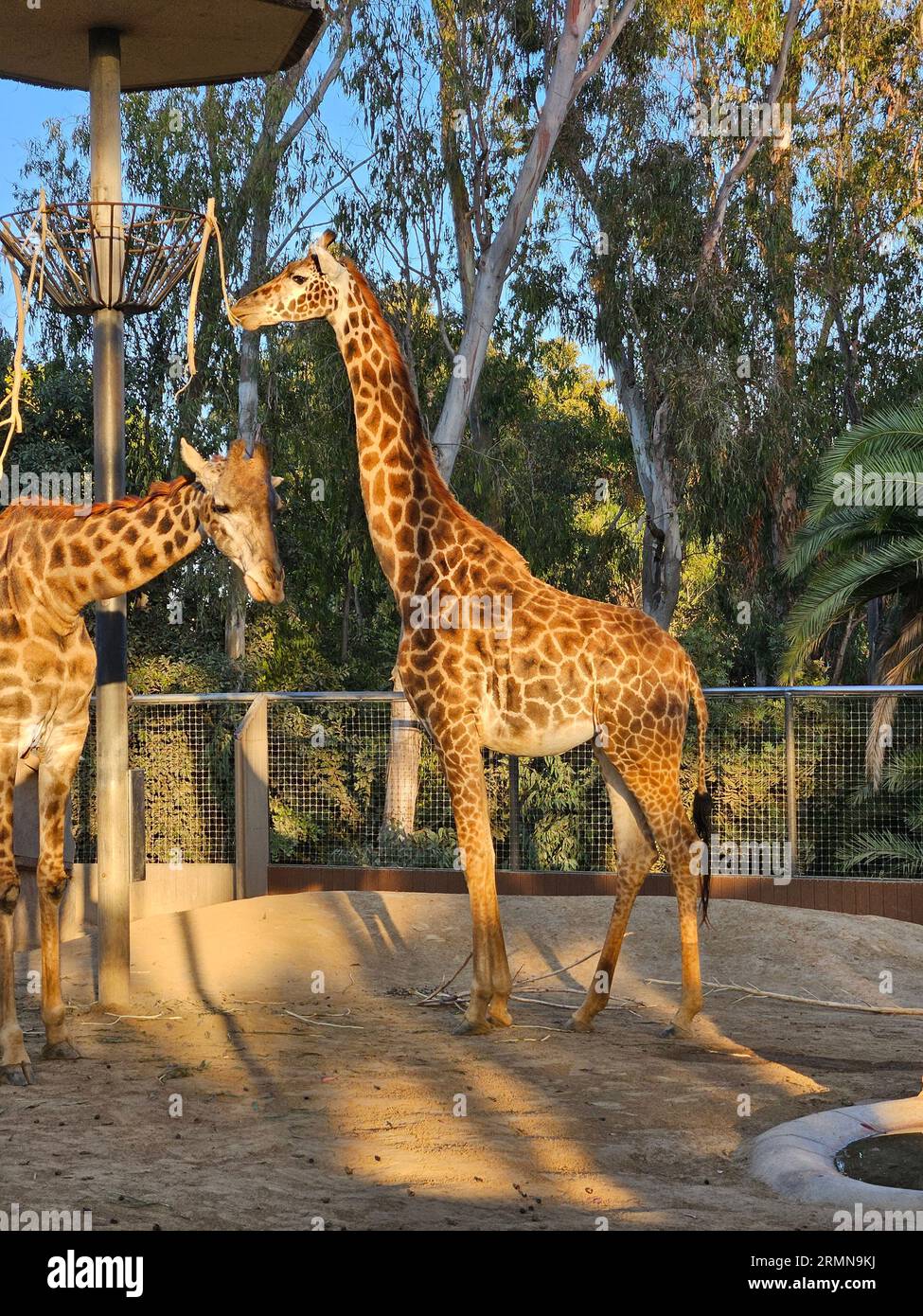 Two giraffes stand in the sand beside a wooden fence in a natural ...