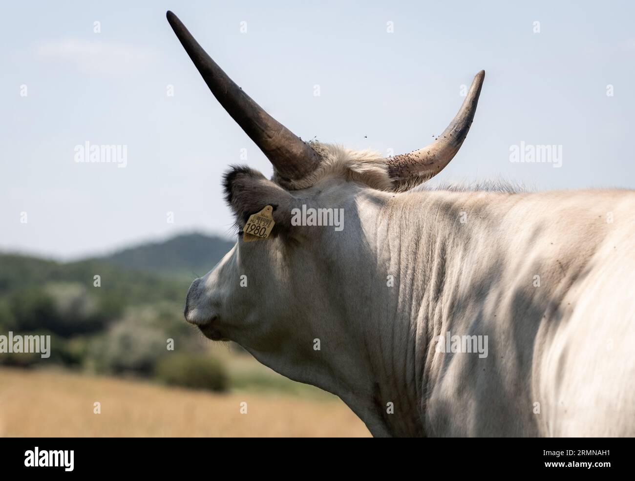 Hungarian grey cattle (Bos primigenius taurus hungaricus) in the field ...
