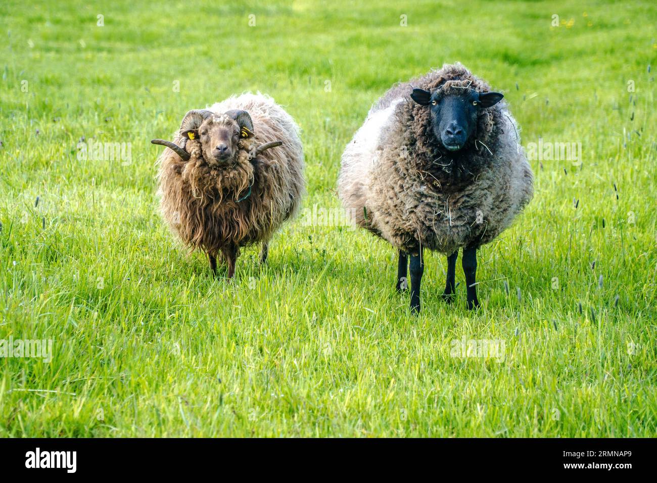 Dirty and unkempt hi-res stock photography and images - Alamy