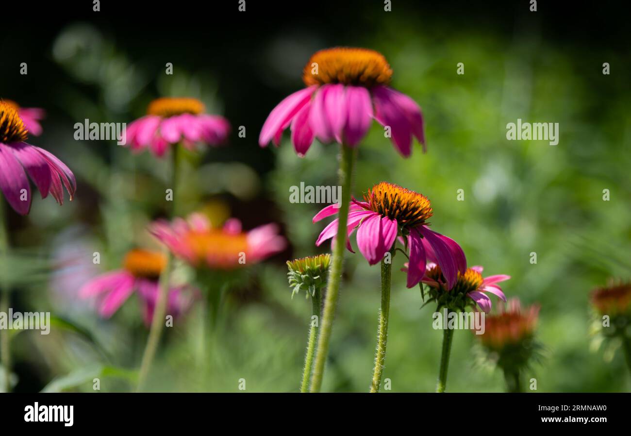Blooming Purple coneflower (Echinacea purpurea) in the field. Colorful ...