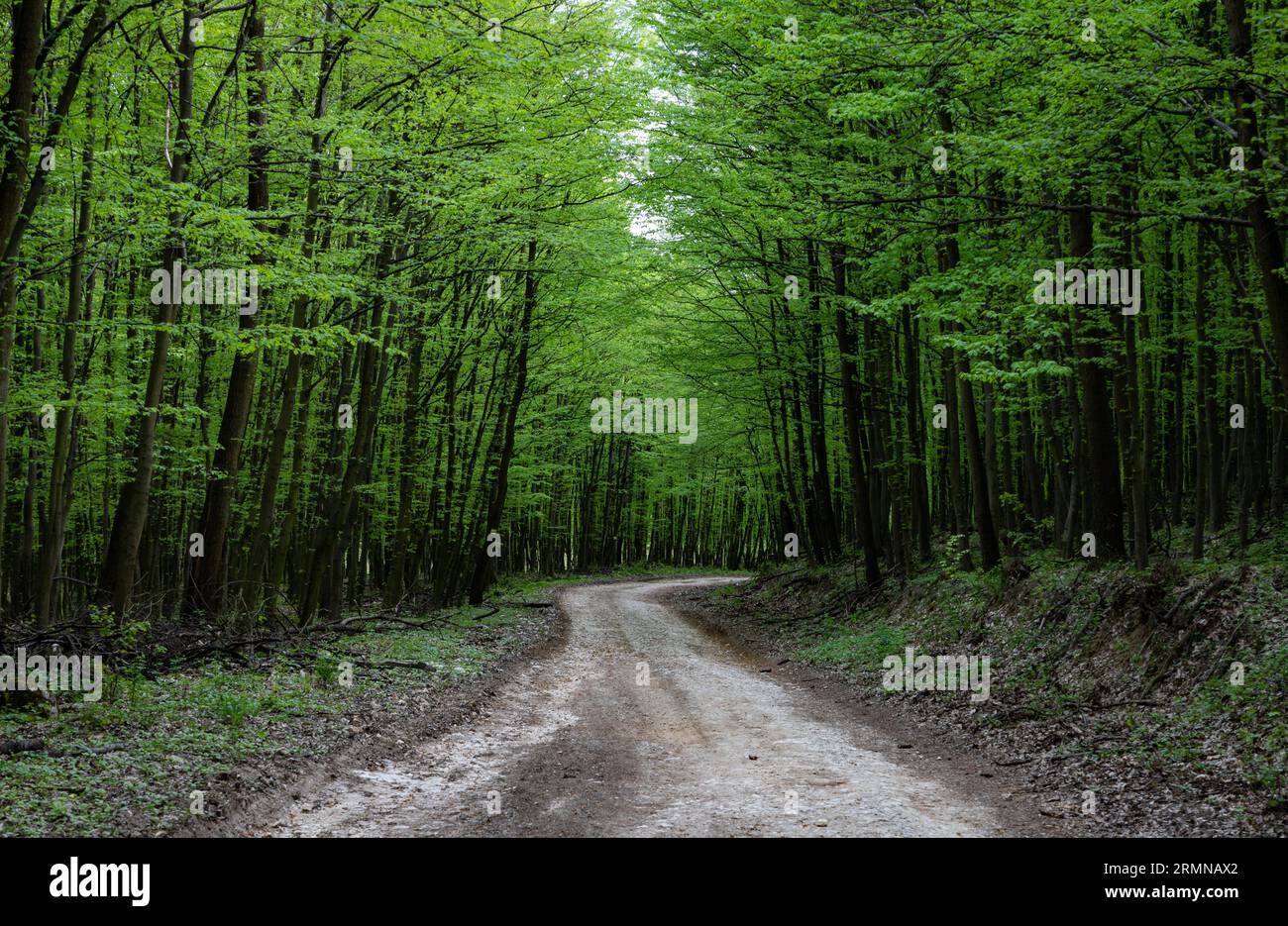 Landscape of a beautiful fresh green forest. A road passes through it ...