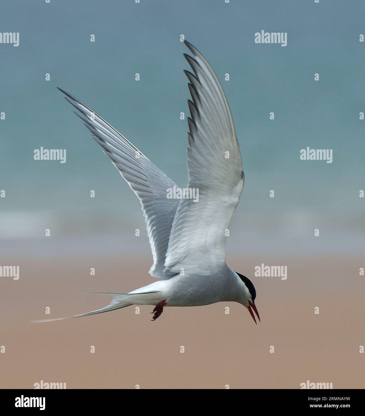 Wings outstretched above body hi-res stock photography and images - Alamy