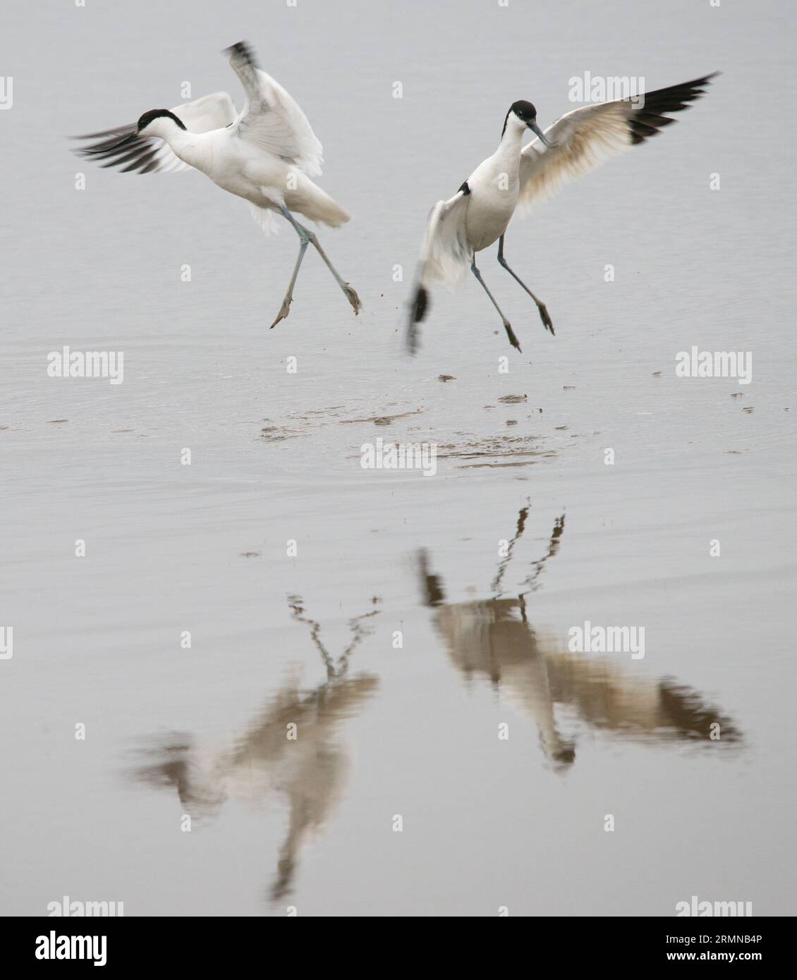 Square image of two avocets dancing away from each other with wings ...