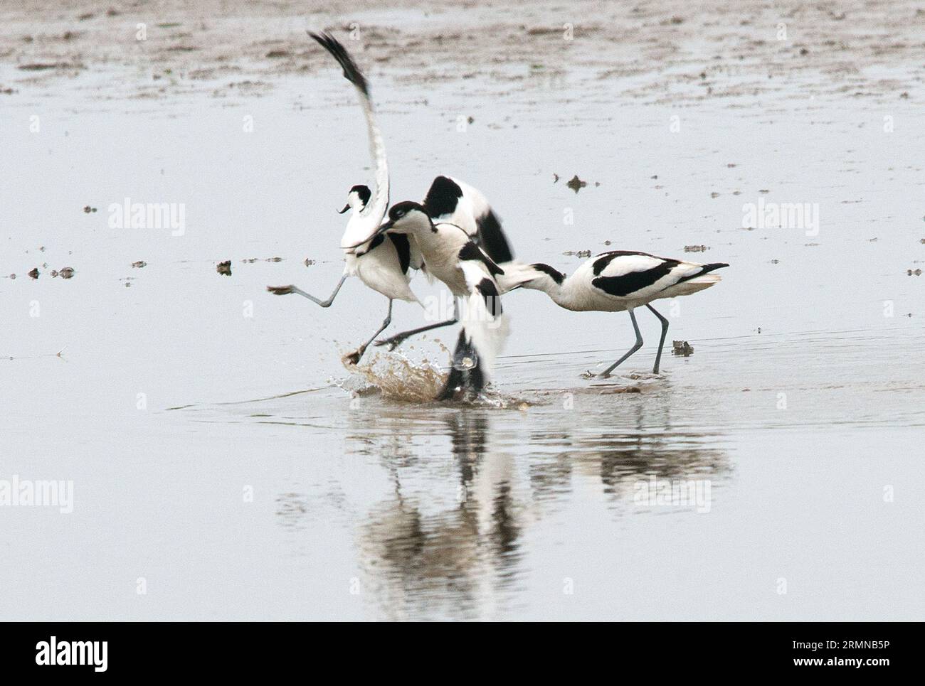 Action picture of avocets fighting hi-res stock photography and images ...