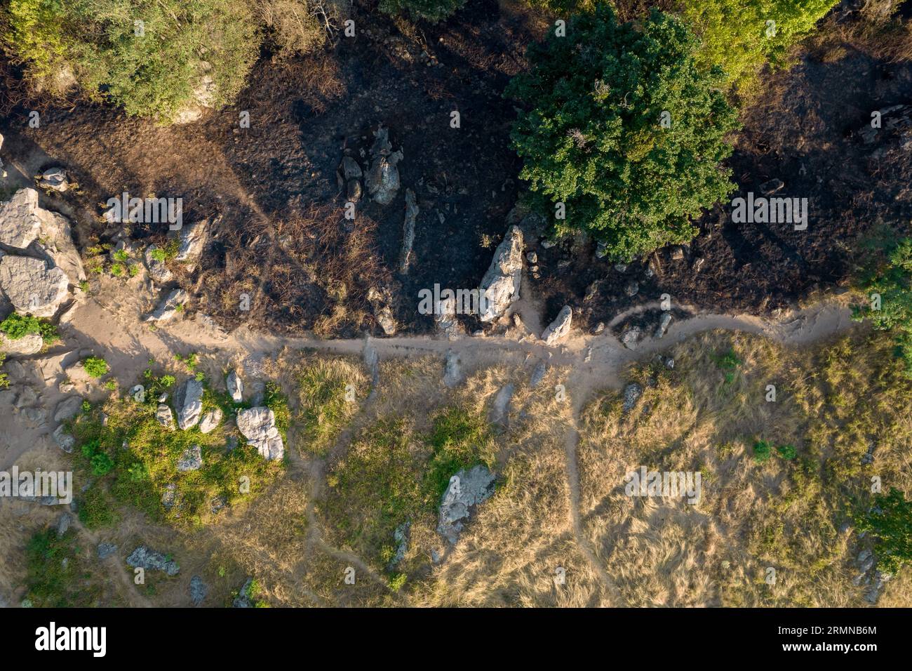 Aerial view of half burnt forest after the fire. Burned trees and grass ...