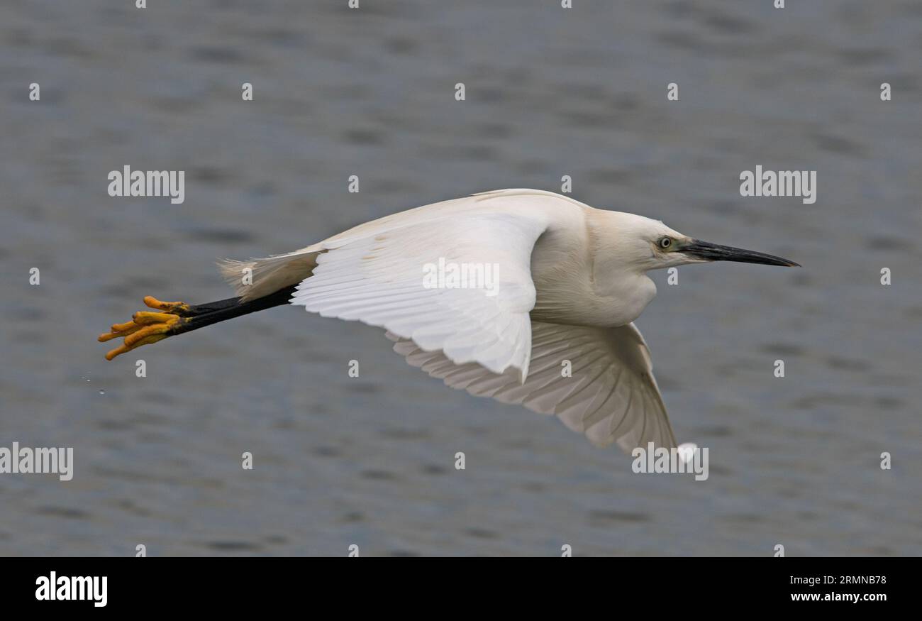 Trailing legs in flight hi-res stock photography and images - Alamy