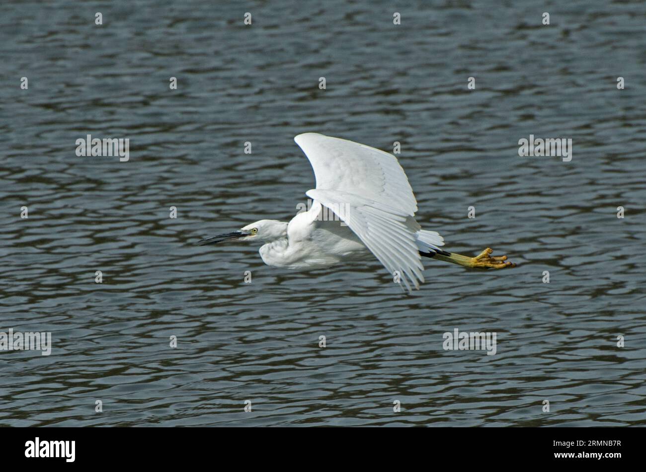 Flying pattern of little egret hi-res stock photography and images - Alamy