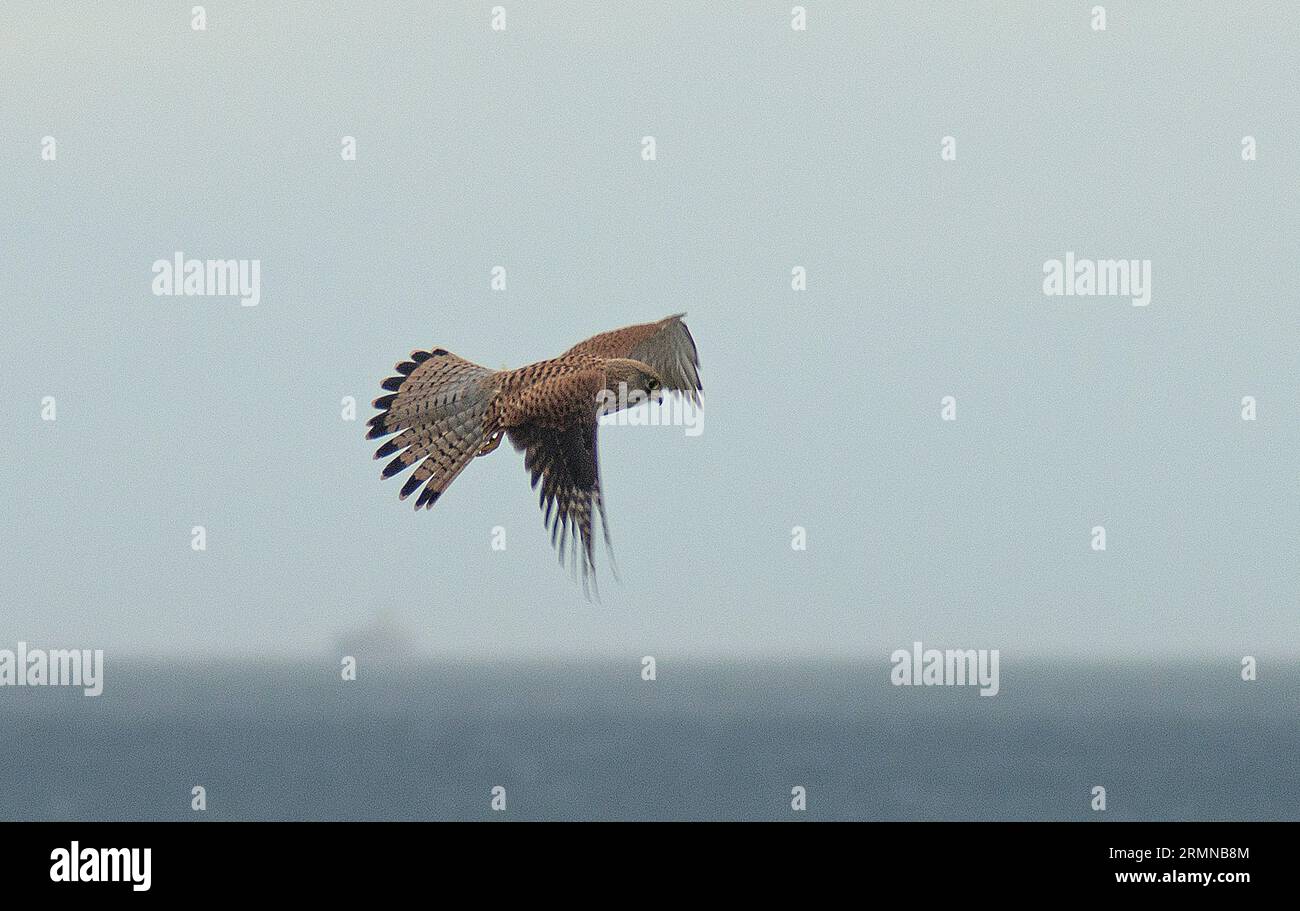 Colour image of female Kestrel in flight at eye level to observer ...