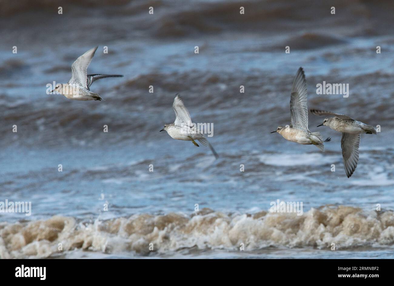 Knots in full flight hi-res stock photography and images - Alamy