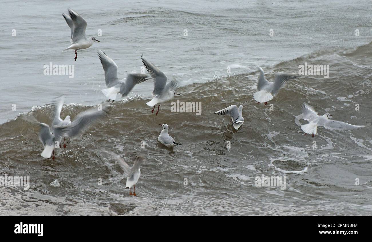 Larus minitus hi-res stock photography and images - Alamy