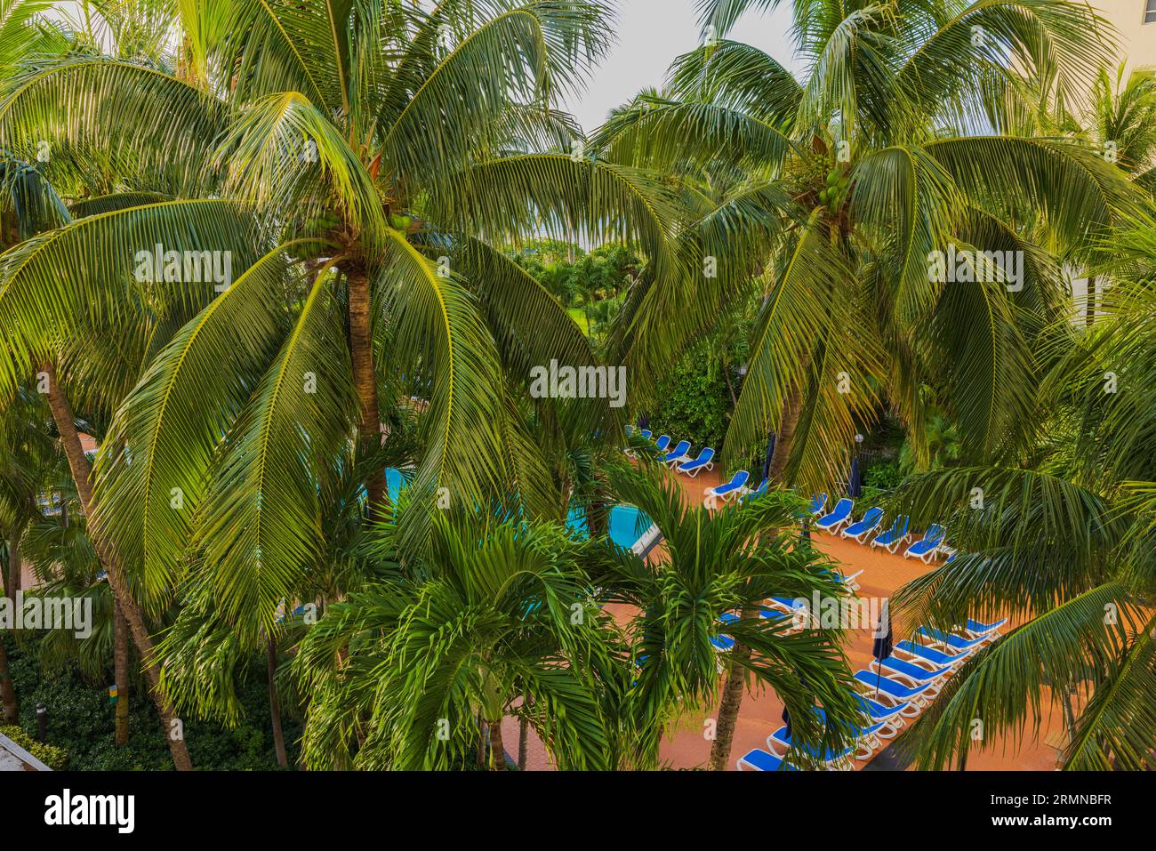 Beautiful view of hotel pool area through green palms. USA. Miami Beach ...