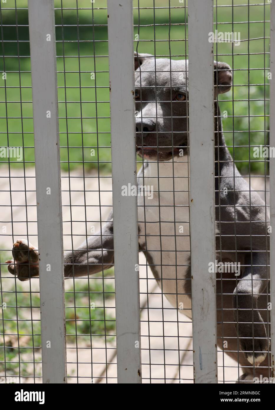Beautiful staffordshire bull terrier portrait on a green lawn close-up ...