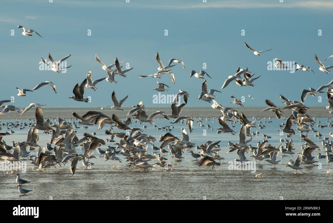 A huge flock of gulls take to the air on a late September afternoon ...