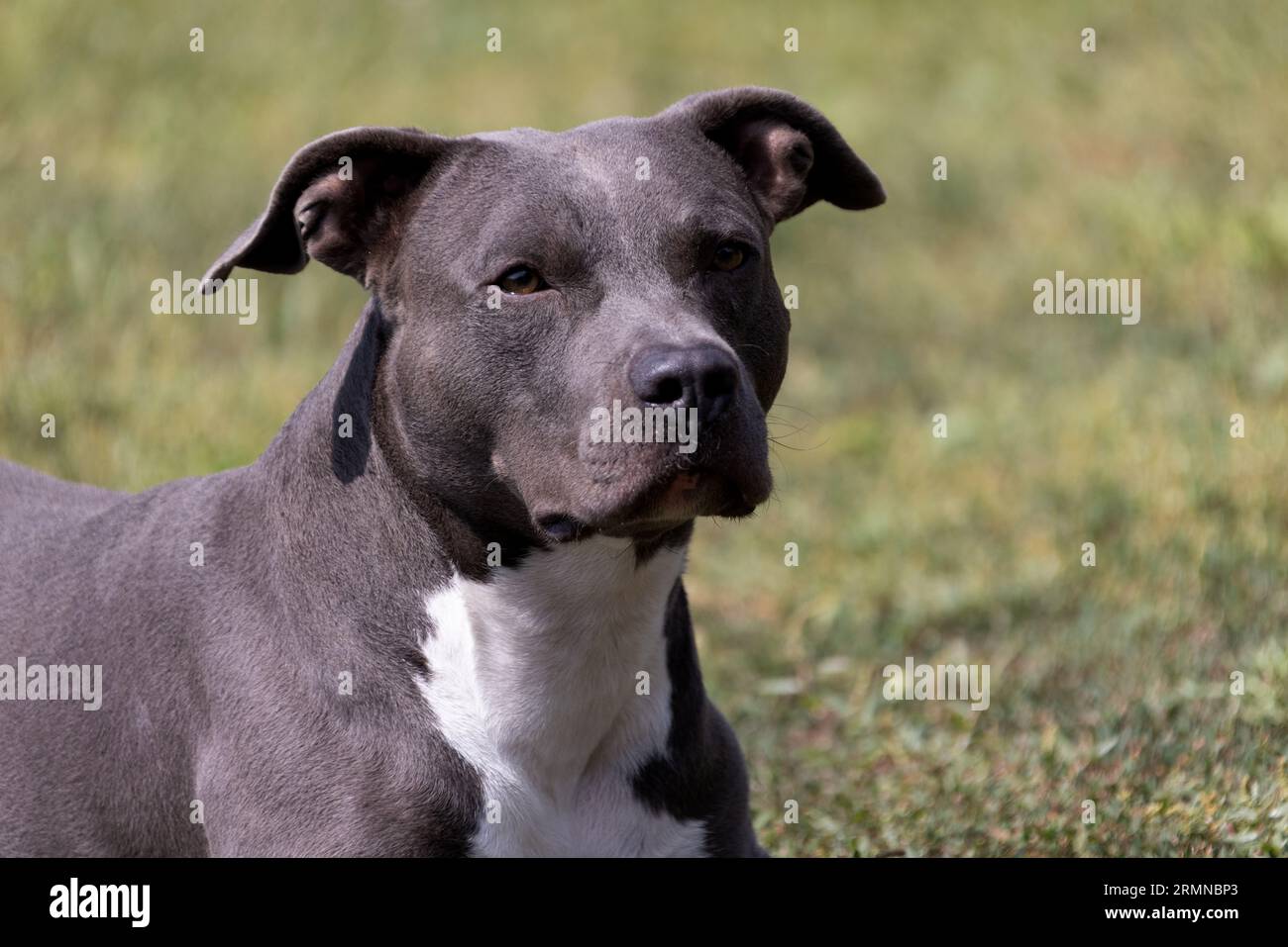 Beautiful staffordshire bull terrier portrait on a green lawn close-up ...