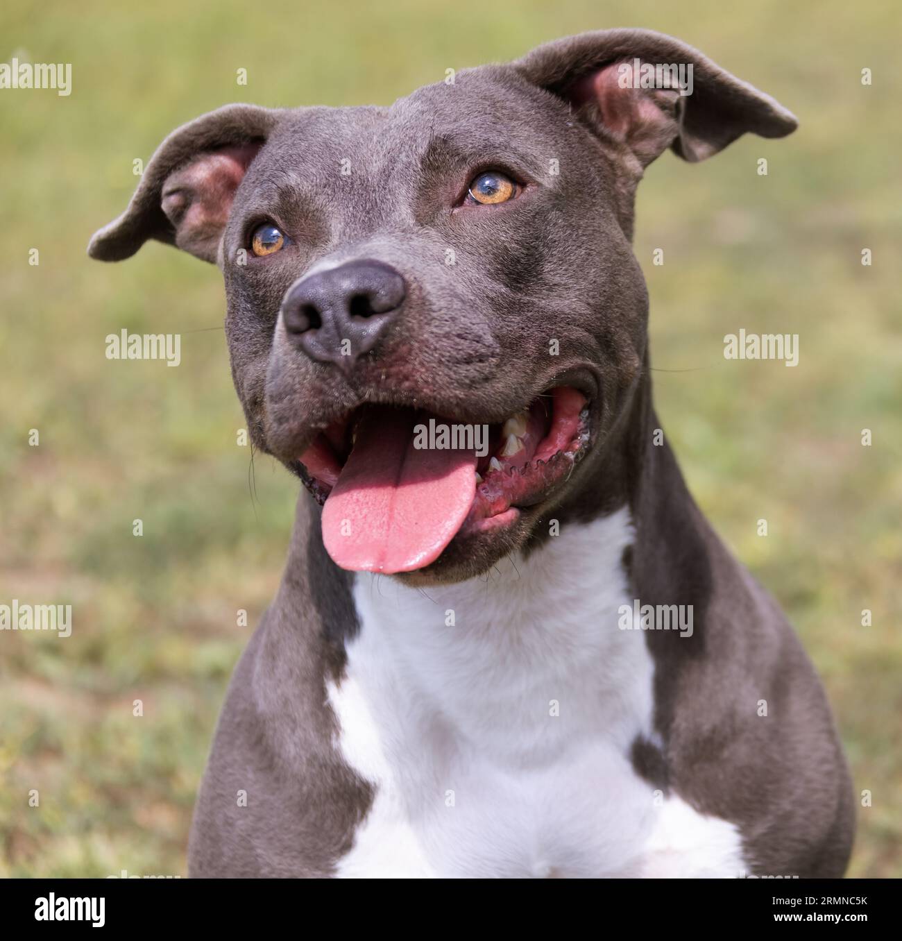 Beautiful staffordshire bull terrier portrait on a green lawn close-up ...