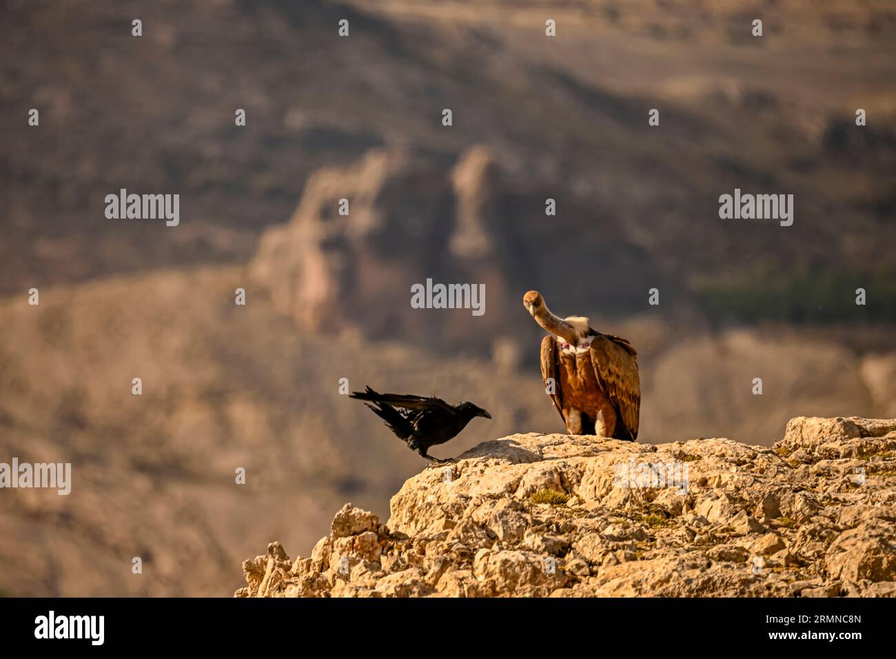 Great Raven or Corvus corax, standing between vultures Stock Photo - Alamy