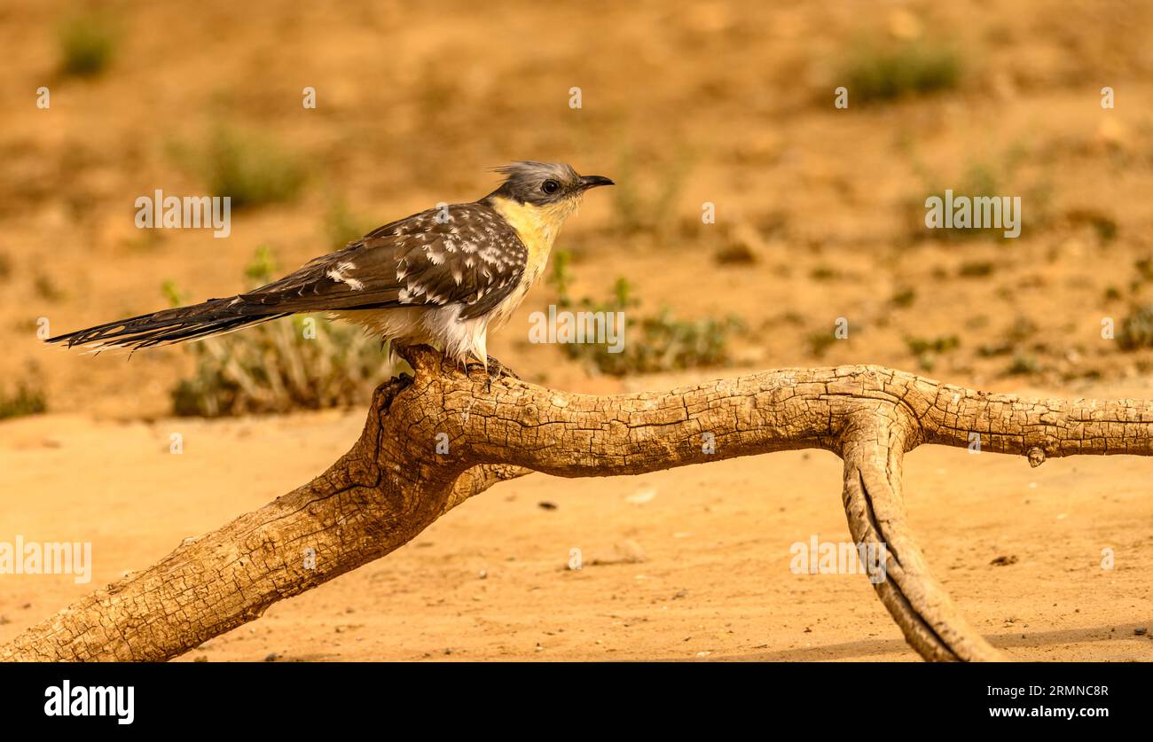 Clamator glandarius hi-res stock photography and images - Alamy