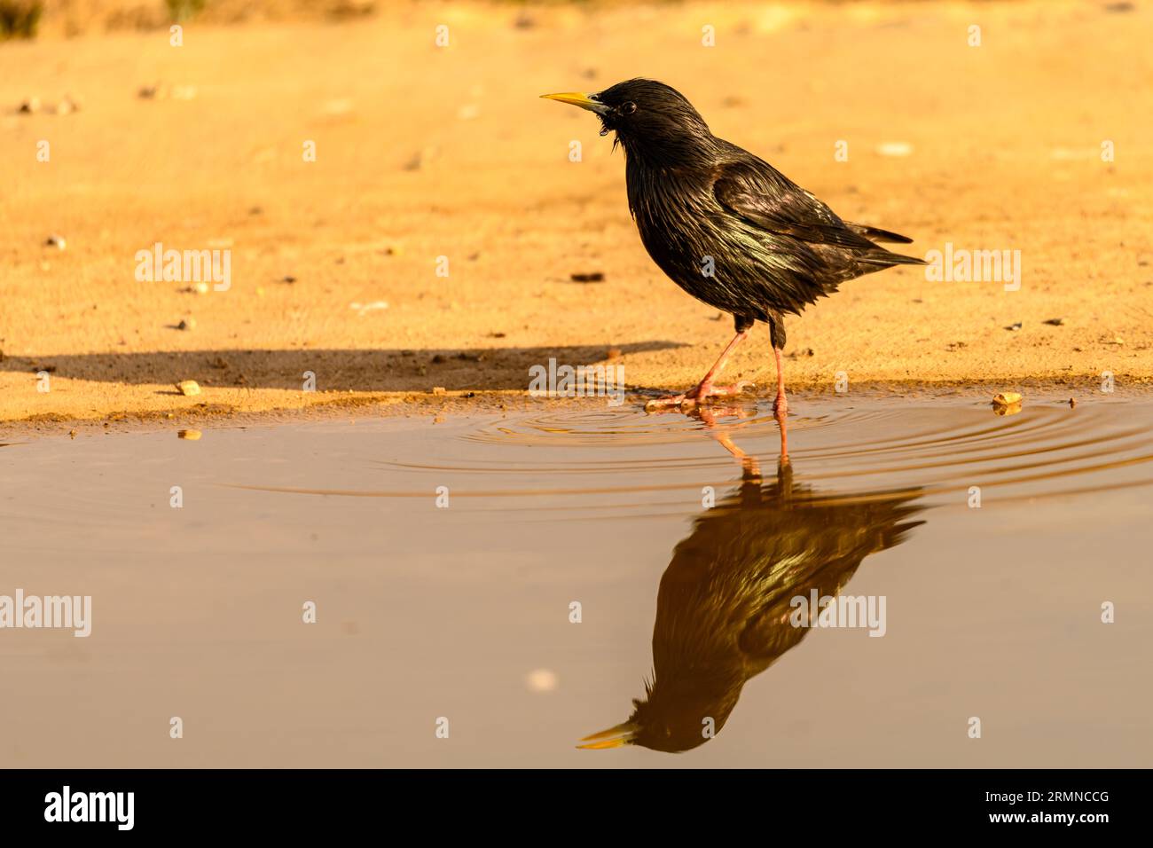 Black starling hi-res stock photography and images - Alamy