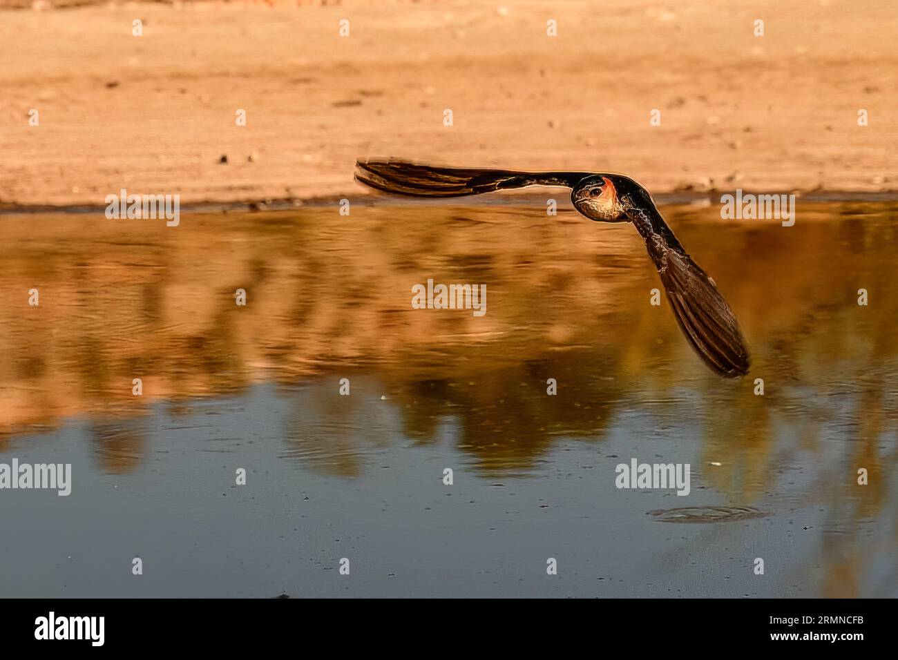 Flying red rumped swallow hi-res stock photography and images - Alamy
