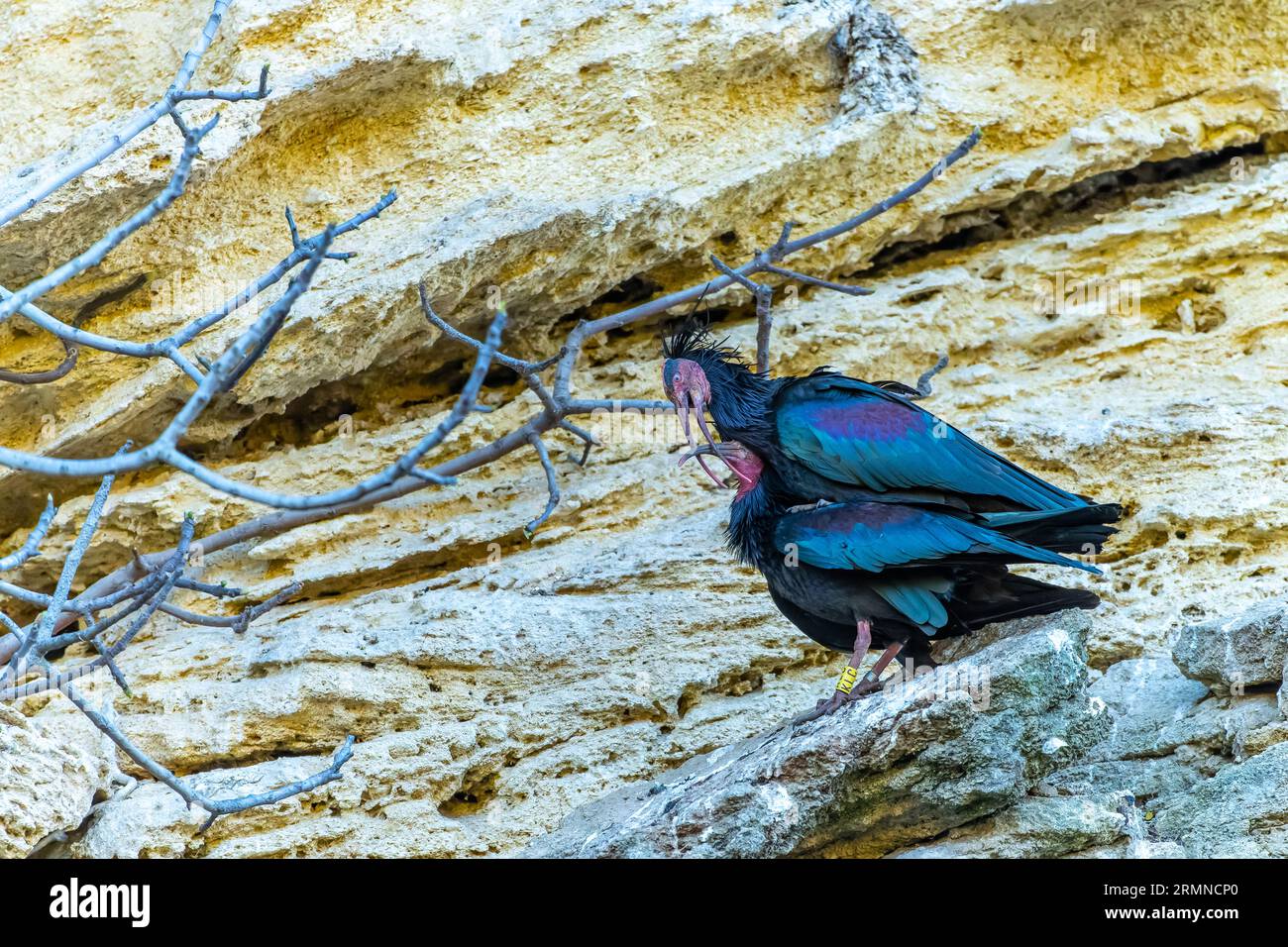 Bald ibis or Geronticus eremita, pelecaniform bird of the ...