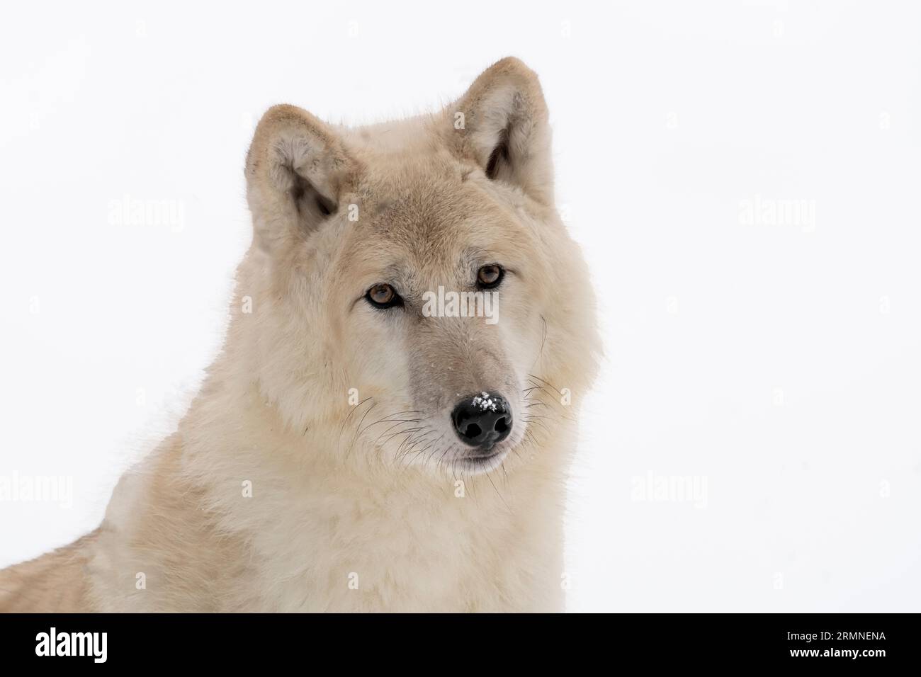 Arctic white wolf hi-res stock photography and images - Alamy