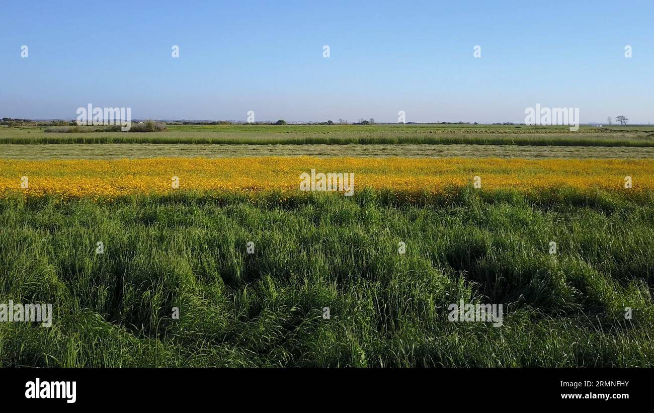 Aerial view of yellow daisies field, backwards fly over, 4K drone ...