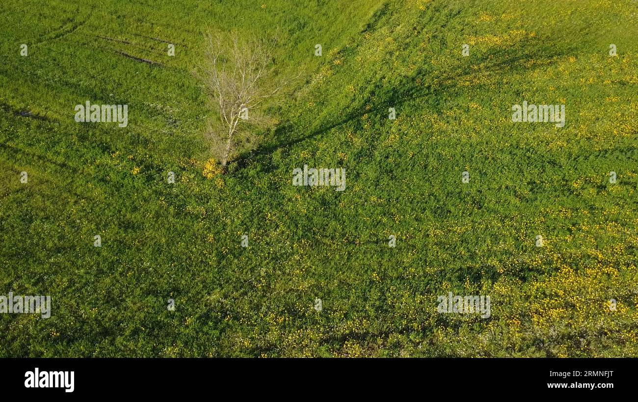 Aerial view of tree as point of interest on green grass field, 4K drone ...