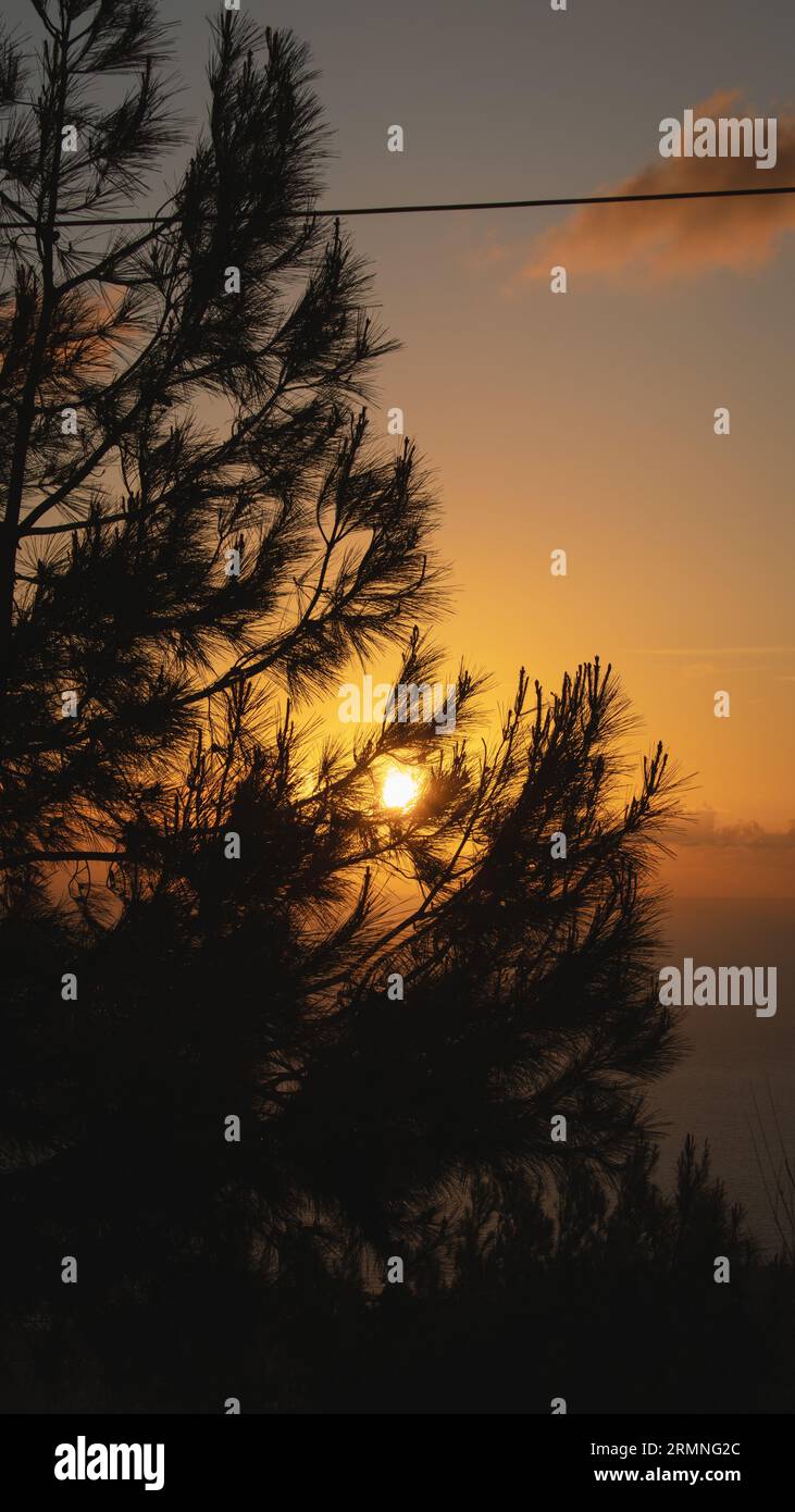 Sun behind a tree Stock Photo - Alamy