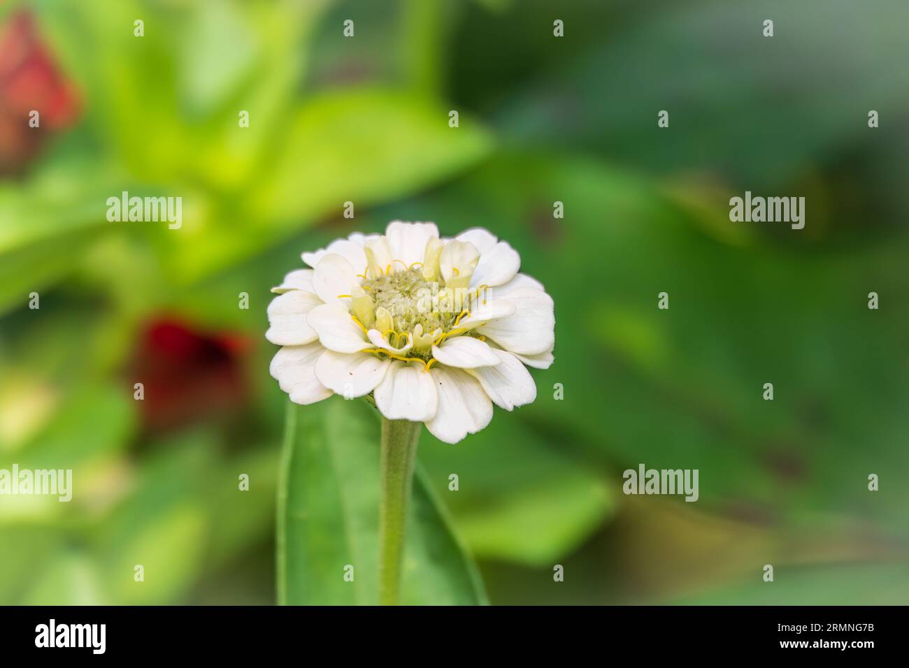 Colourful Feverfew Flowers, Tanacetum parthenium. Beautiful white and ...