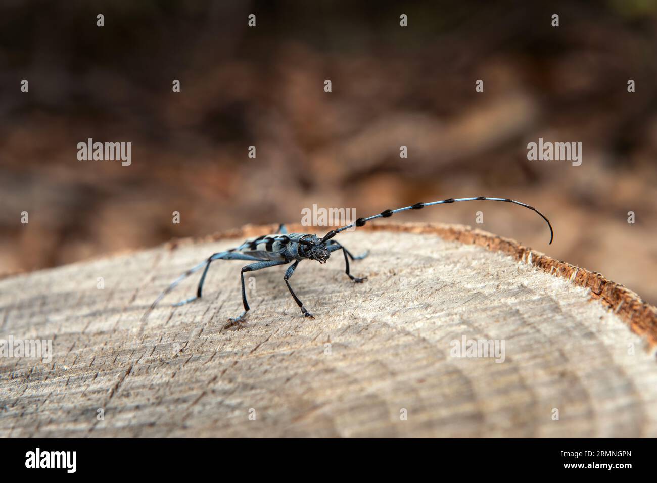 Rare rosalia longicorn in the forest. Rosalia alpina in the Little ...