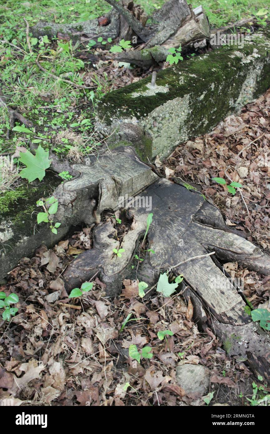 Old abandoned concrete slab foundation of a long gone building and home ...