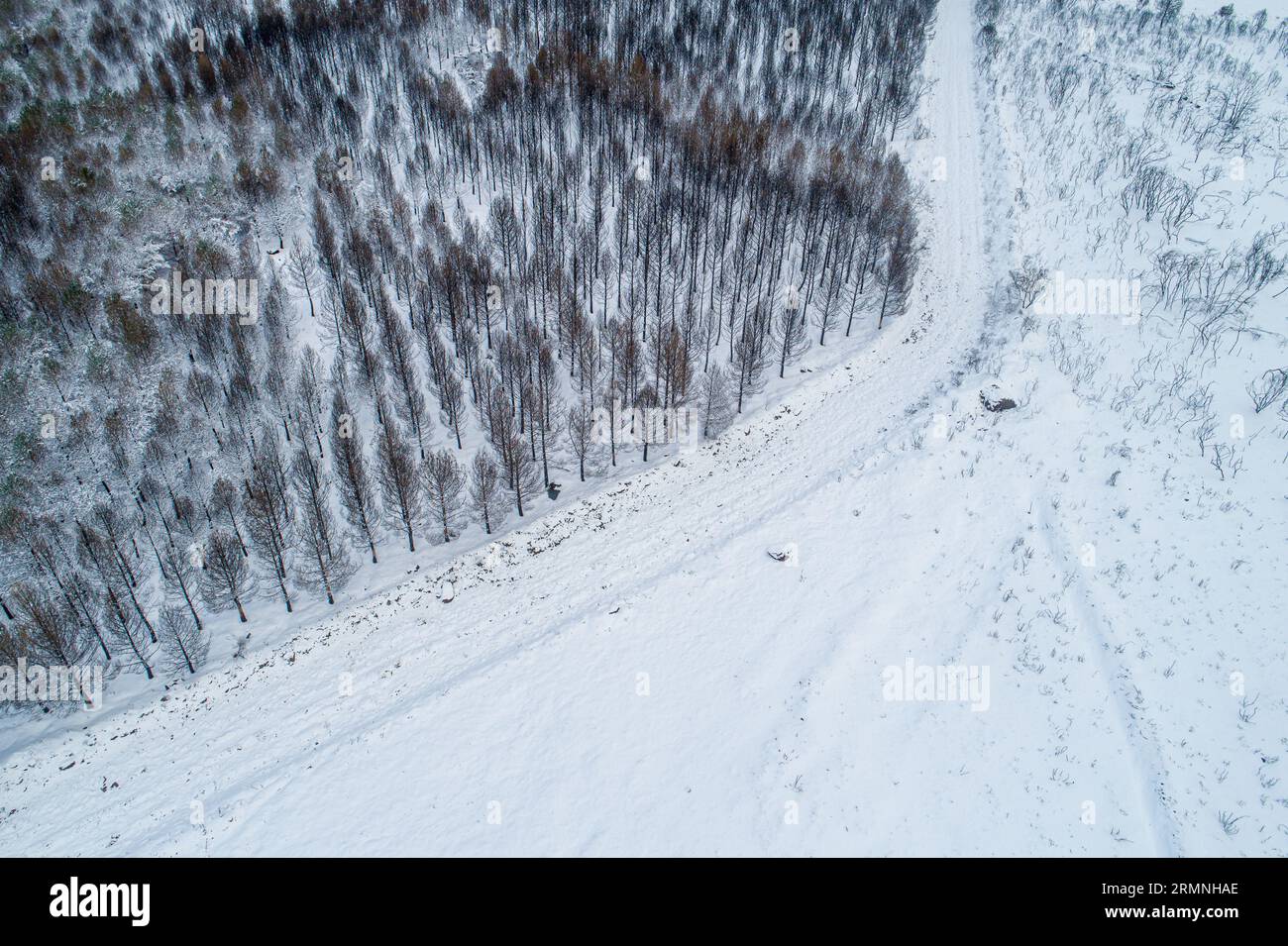 aerial view, Pine forest burned by a wildfire covered by snow in winter ...