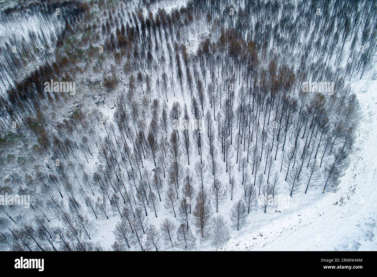 Burned over forest hi-res stock photography and images - Alamy