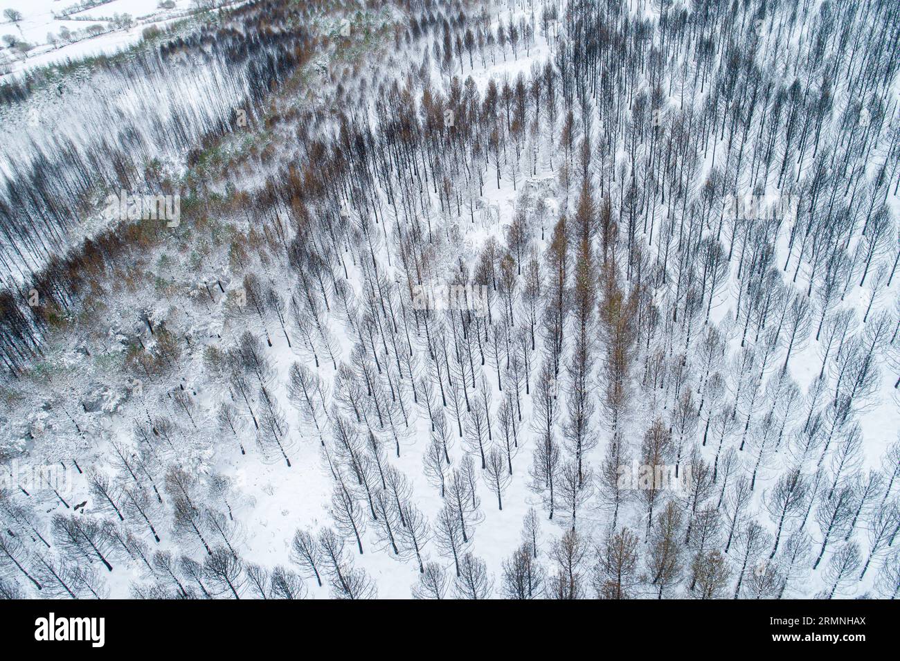 Aerial view snowy pine trees hi-res stock photography and images - Alamy