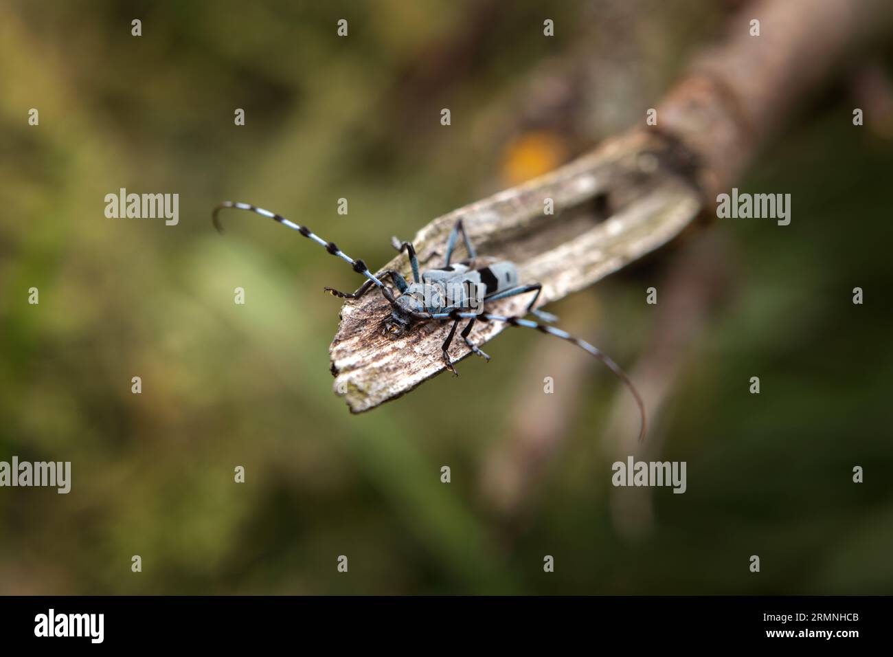 Rare rosalia longicorn in the forest. Rosalia alpina in the Little ...