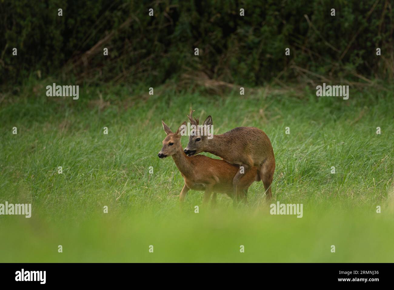 Roe deer during rutting season. Deer on the meadow. European nature ...