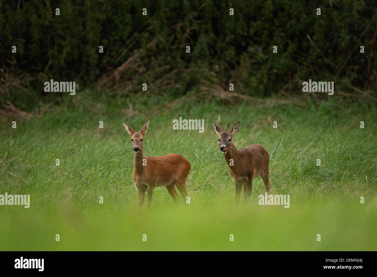 Roe deer during rutting season. Deer on the meadow. European nature ...