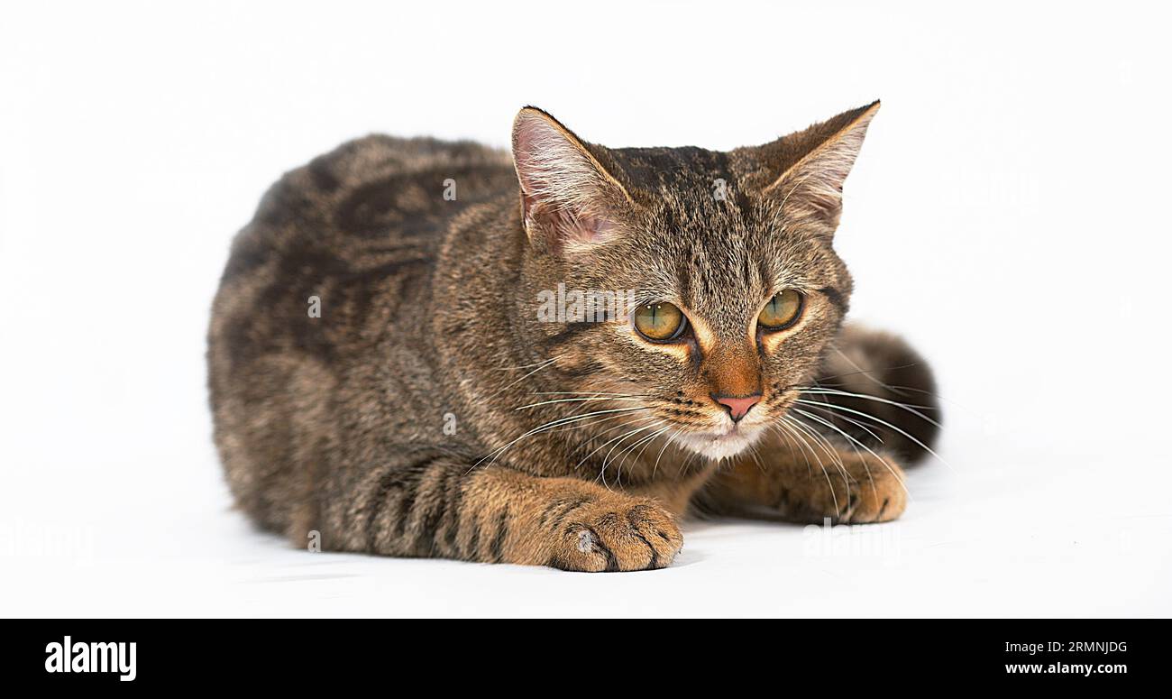 Brown Tabby Domestic Cat, Adult Laying against White Background Stock ...
