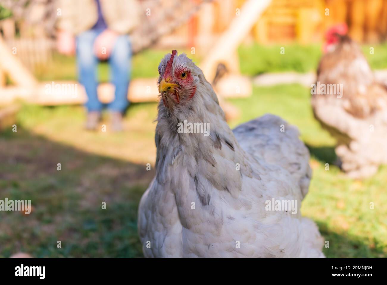A closeup shot of a white chicken as it stands in the dirt. The chicken ...